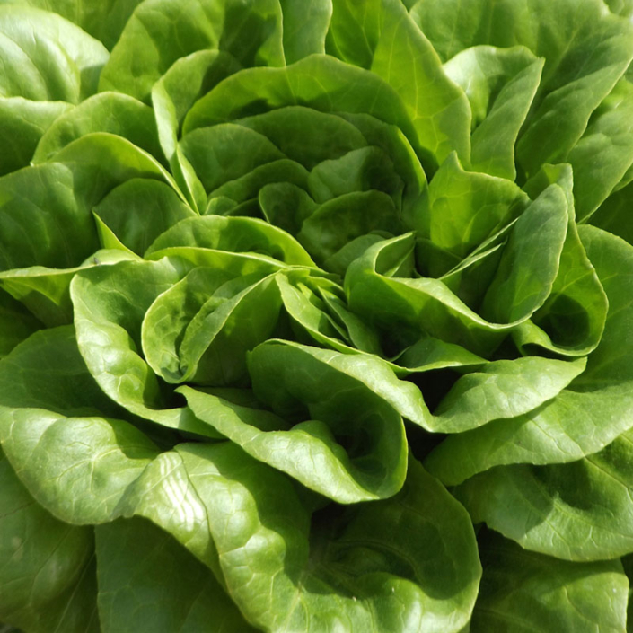 Lettuce - Fancyleaf